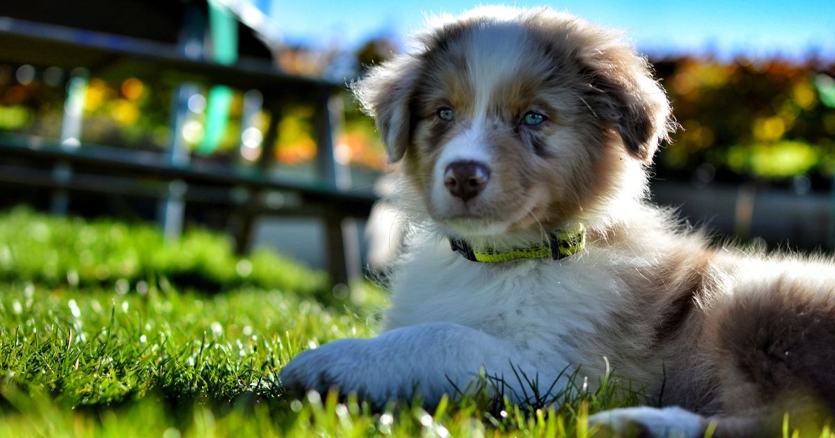 Une crèche pour chiens va ouvrir à Liège