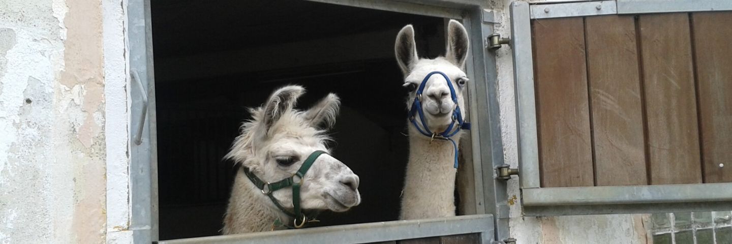 NRJ Belgique | Faire des câlins aux lamas peut vous rendre heureux NRJ Belgique | Faire des câlins aux lamas peut vous rendre heureux