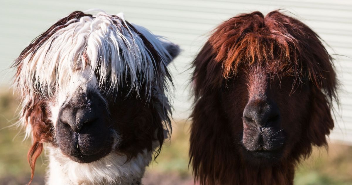 Faire des câlins aux lamas peut vous rendre heureux Faire des câlins aux lamas peut vous rendre heureux