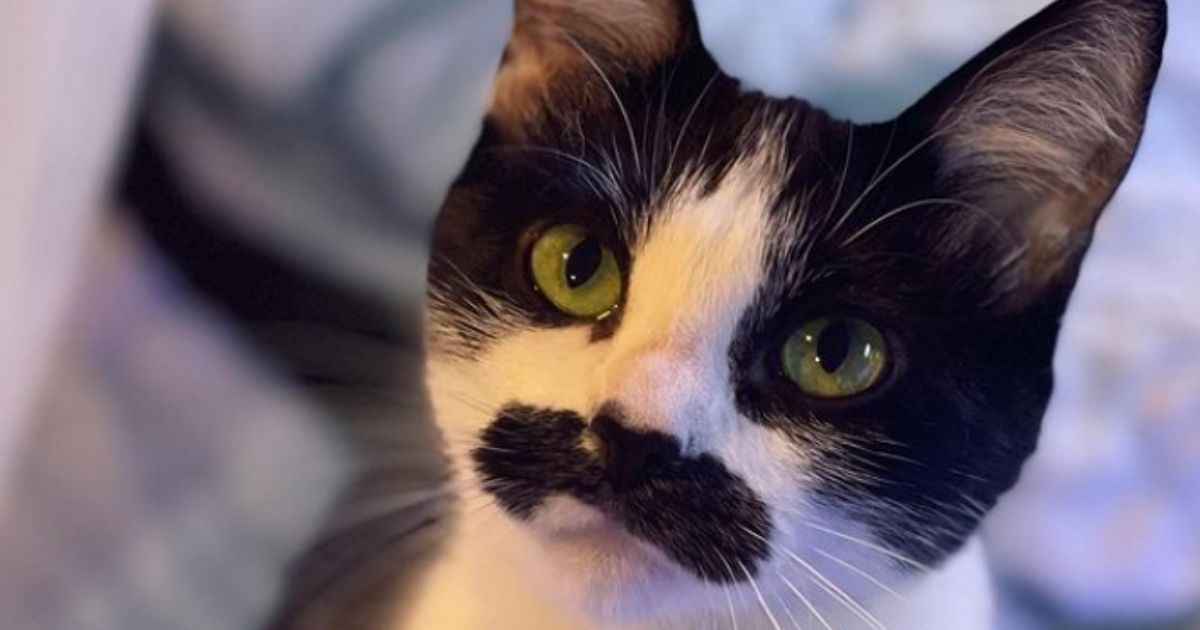 Ce chat ressemble à une icône de la musique et fait le buzz